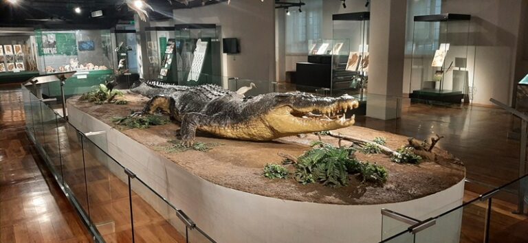 The Sad Tale of Lolong (National Museum of Natural History, Manila) – B ...