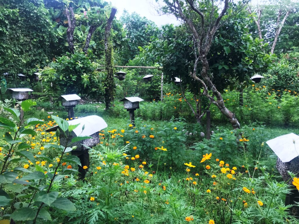 Balay Buhay sa Uma Bee Farm (Bulusan, Sorsogon) – B.L.A.S.T. – Live ...